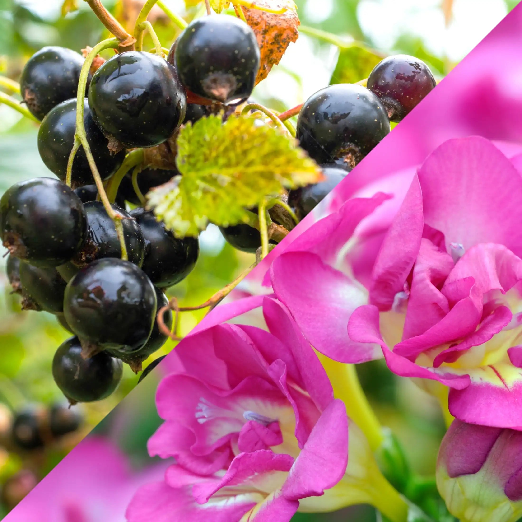 Parfum pour Bougies - Cassis & Freesia - Grasse